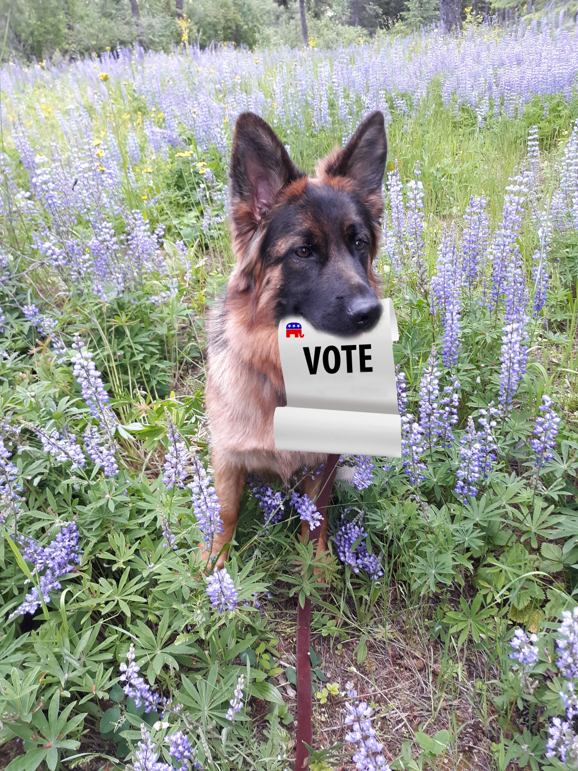 North Idaho Voter Services